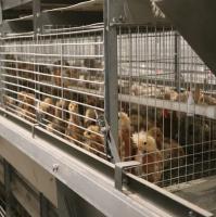 China Factory Price Agricultural Machinery 4 Layer Egg Cage Egg House Poultry Breeding Equipment for sale