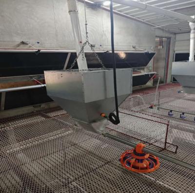 China Poultry Chicken House Auxiliary Feed Line Equipment with Feed Hopper and Pan Distribution System for sale