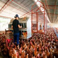 China Prefabricated Easy Install Corrosion Resistant Steel Poultry House with Customizable Sizes for sale