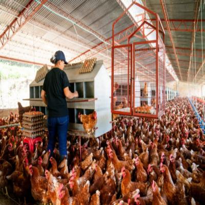 China Prefabricated Easy Install Corrosion Resistant Steel Poultry House with Customizable Sizes for sale