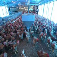 China High-Efficiency Energy-Saving Automated Poultry Feeding System with Durable Design for Broiler Layer Breeder Farms for sale