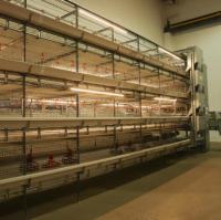 China Broiler Breeding Machine Chicken Poultry Breeding Houses Chicken Farm Equipment for sale