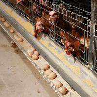China Broiler Breeding Machine Chicken Poultry Breeding Houses Chicken Farm Equipment for sale