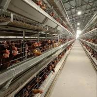 China Broiler Breeding Machine Chicken Poultry Breeding Houses Chicken Farm Equipment for sale