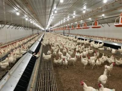 China Customized H Section Steel Poultry House with 20+ Years Lifespan for Organic Chicken Farming for sale