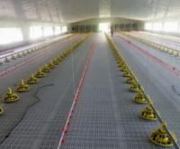 China Customized H Section Steel Poultry House with 20+ Years Lifespan for Organic Chicken Farming for sale