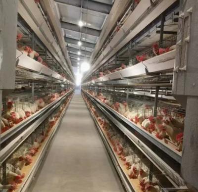 China Steel Structure Poultry Farm Chicken Coop for sale
