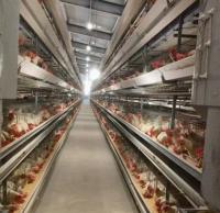 China Steel Structure Poultry Farm Chicken Coop for sale