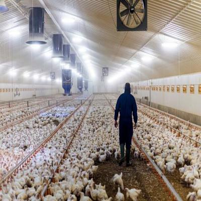 China Intelligent Environmental Poultry House with AI-Driven Climate Control, Real-Time Data Monitoring, and Precision Feeding System for sale
