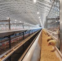 China Energy Efficient Climate Controlled Poultry House with Modular Design Feeding Line for sale