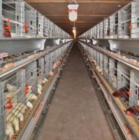 China Corrosion Resistant Energy Saving Automatic Feed Poultry Ventilation System for Chicken House for sale