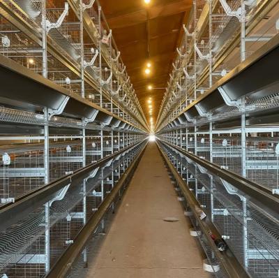 China High Quality Full Automatic Poultry House Machinery with Corrosion Resistant Hot Dip Galvanised Steel and Automatic Feeding System for sale