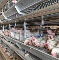 China High Quality Full Automatic Poultry House Machinery with Corrosion Resistant Hot Dip Galvanised Steel and Automatic Feeding System for sale