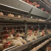 China Energy Efficient Climate Controlled Poultry House with Modular Design Feeding Line for sale