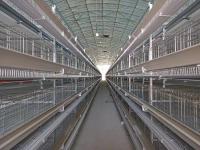 China Hot-dip Galvanized Small Tier Layer Cages Easy Manure Removal  Customized service for sale