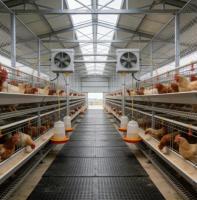 China Energy Efficient Climate Controlled Poultry House with Modular Design Feeding Line for sale