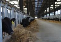 China Easy to Install Anti-Corrosion Earthquake Resistant Prefab Steel Structure Farmhouse Livestock Shed for sale