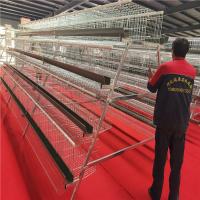 China Hot-dip Galvanized Automated Manure Removal Cage Poultry Equipment with Easy Installation and Corrosion Resistance for sale