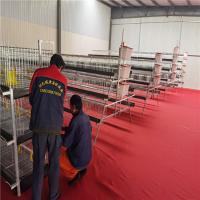 China Hot-dip Galvanized Automated Manure Removal Cage Poultry Equipment with Easy Installation and Corrosion Resistance for sale