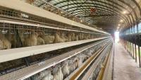 China Hot-dip Galvanized Automated Manure Removal Cage Poultry Equipment with Easy Installation and Corrosion Resistance for sale