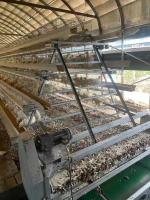 China Hot-dip Galvanized Automated Manure Removal Cage Poultry Equipment with Easy Installation and Corrosion Resistance for sale
