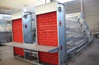 China Hot-dip Galvanized Automated Manure Removal Cage Poultry Equipment with Easy Installation and Corrosion Resistance for sale