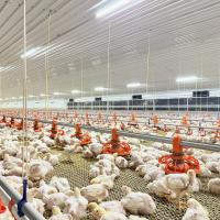 China Poultry Farming Equipment Intelligent Feeding System with Low Maintenance and High Efficiency for sale