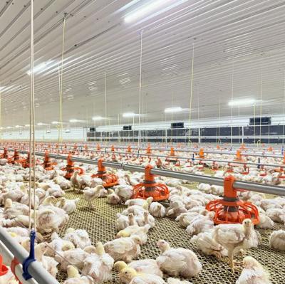 China Floor Farming System Broiler Chicken House Poultry Feeders And Drinkers Farm Equipment for sale