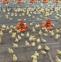 China Poultry Farming Equipment Intelligent Feeding System with Low Maintenance and High Efficiency for sale