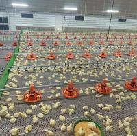 China Automatic Poultry Drinking System with Hygienic Closed Design, Durable Corrosion-Resistant Materials, and Water-Saving Technology for sale