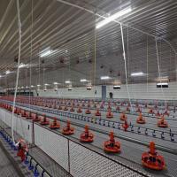 China Low Cost Automatic Poultry Equipment with Feed Delivery, Ventilation, and Cooling Systems for sale