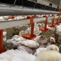 China Low Cost Automatic Poultry Equipment with Feed Delivery, Ventilation, and Cooling Systems for sale