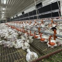 China Low Cost Automatic Poultry Equipment with Feed Delivery, Ventilation, and Cooling Systems for sale