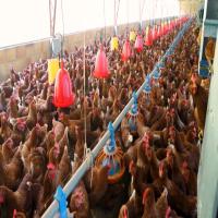 China Automatic Poultry Drinking System with Hygienic Closed Design, Durable Corrosion-Resistant Materials, and Water-Saving Technology for sale