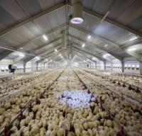 China Smart Poultry Care System with Automatic Feeding System and Real-Time Monitoring for Efficient Management for sale