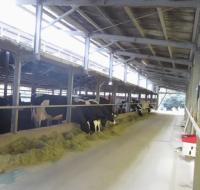 China Hot-DIP Galvanized Steel Frame Dairy Barn with Customizable Span 12-30m and 20-Year Design Life for sale