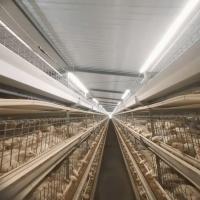 China Automation Equipment for Poultry Farm House with Easy Mobility Excellent Corrosion Resistance and Wind Rain Resistant for sale
