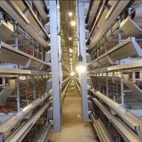China PureFlow Poultry Unit with Optimized Airflow Heavy-Duty Construction and Modular Design for Poultry Farming for sale