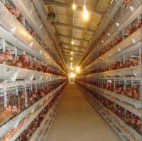 China PureFlow Poultry Unit with Optimized Airflow Heavy-Duty Construction and Modular Design for Poultry Farming for sale