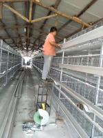 China Bestchickencage H-Type Layer Cage with Galvanized Material and Automated Supporting Systems for High-Density Stacking for sale
