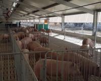 China Hot Galvanized Prefabricated Steel Structure Pig House with Bolted Connection for Easy Installation for sale