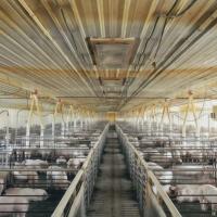 China Hot Galvanized Prefabricated Steel Structure Pig House with Bolted Connection for Easy Installation for sale