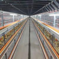 China Durable Design Poultry Farming Equipment with Easy Install Feeding System and Corrosion-Resistant Materials for sale