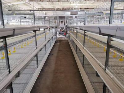 China Automatic Battery Cage Poultry Farming Equipment with Hot-Dip Galvanized Steel and Multi-Layer Design for Broiler Chicken House for sale
