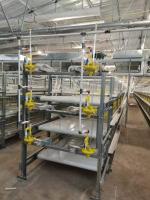 China Automatic Battery Cage Poultry Farming Equipment with Hot-Dip Galvanized Steel and Multi-Layer Design for Broiler Chicken House for sale