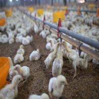 China Corrosion Resistant High Efficiency Modular Poultry Ventilation System for Energy Saving Farm Ventilation for sale