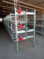 China Cheap Price Chicken House Automated Feeding Drinking Equipment with Automatic Feeding and Drinking Systems for Low Operation Cost for sale