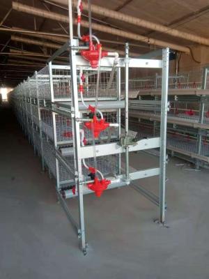 China Cheap Price Chicken House Automated Feeding Drinking Equipment with Automatic Feeding and Drinking Systems for Low Operation Cost for sale