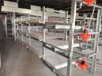 China Cheap Price Chicken House Automated Feeding Drinking Equipment with Automatic Feeding and Drinking Systems for Low Operation Cost for sale