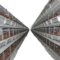 China Automatic Galvanized Steel Chicken Poultry Battery Cage with Manure Removal and Customizable Finishes for sale